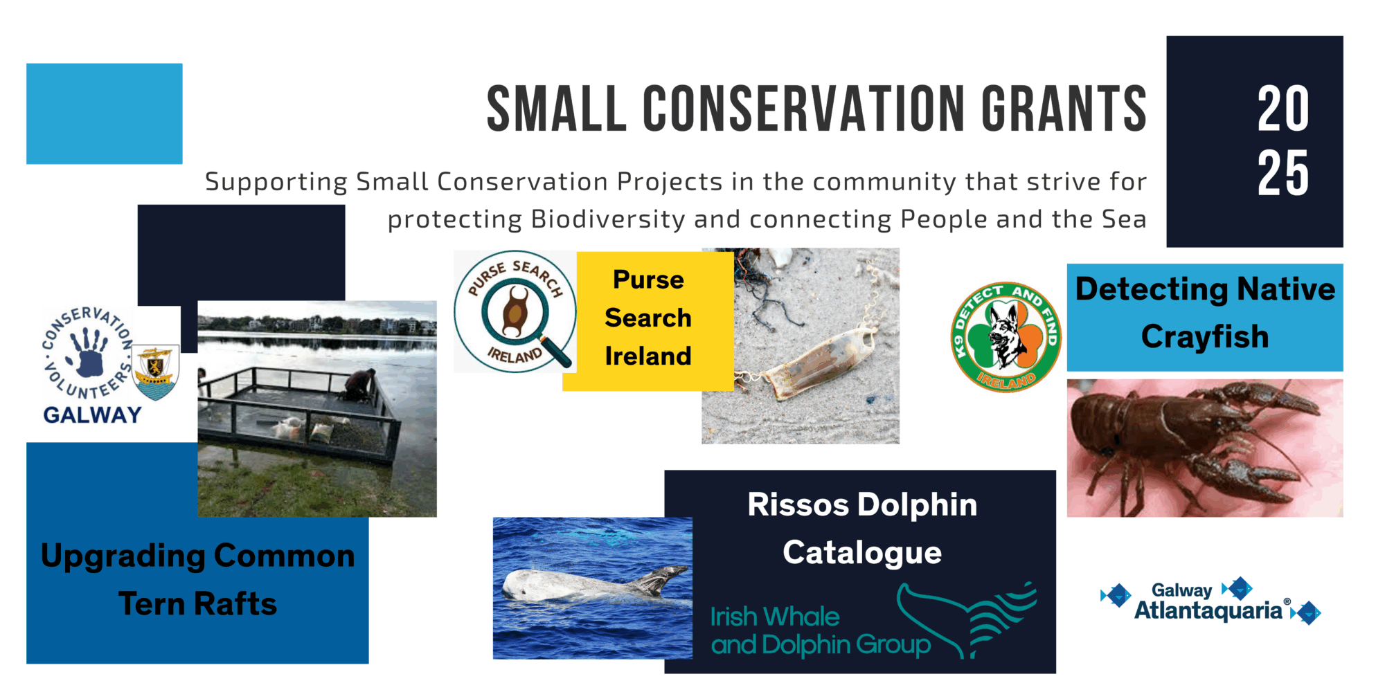 Successful Applicants of Small Conservation Grants 2025 Announced | Galway Atlantaquaria